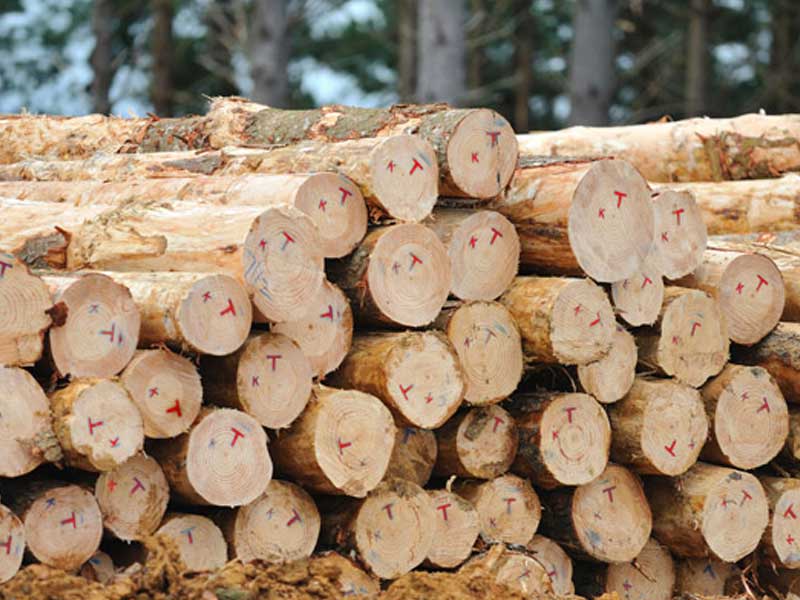 Buy Softwood Logs at Best Price in Dubai, UAE