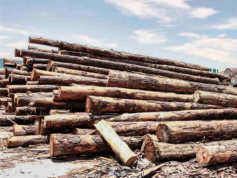 Buy Softwood Logs at Best Price in Dubai, UAE